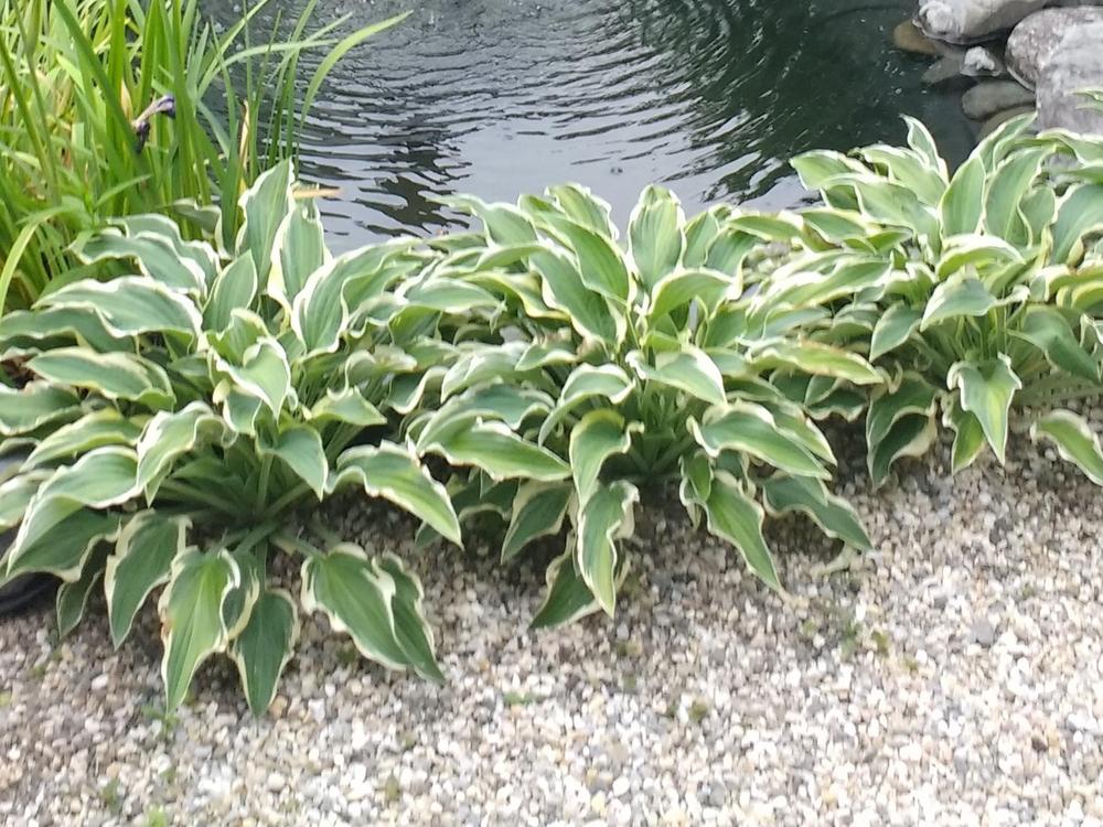 Hosta 'Libby' in the Hostas Database - Garden.org