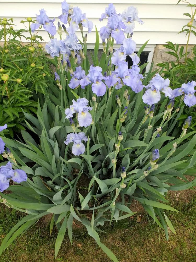 Photo of the entire plant of Tall Bearded Iris (Iris 'Cloud Ballet ...