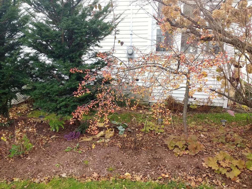 Photo of the entire plant of Flowering Crabapple (Malus 'Indian Magic ...