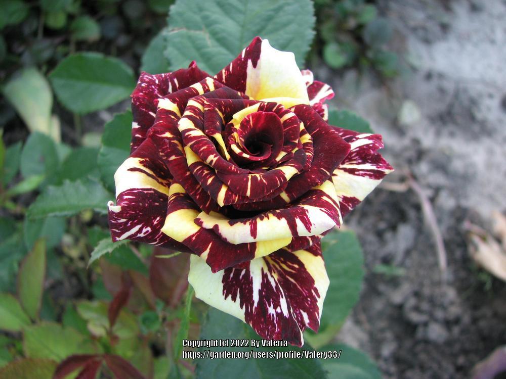 Photo of the bloom of Rose (Rosa 'Abracadabra') posted by Valery33 ...