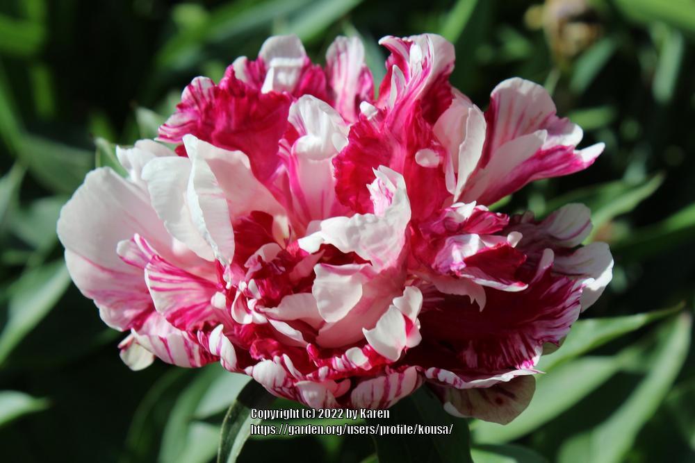 Peony (Paeonia lactiflora 'Raspberry Clown') in the Peonies Database ...