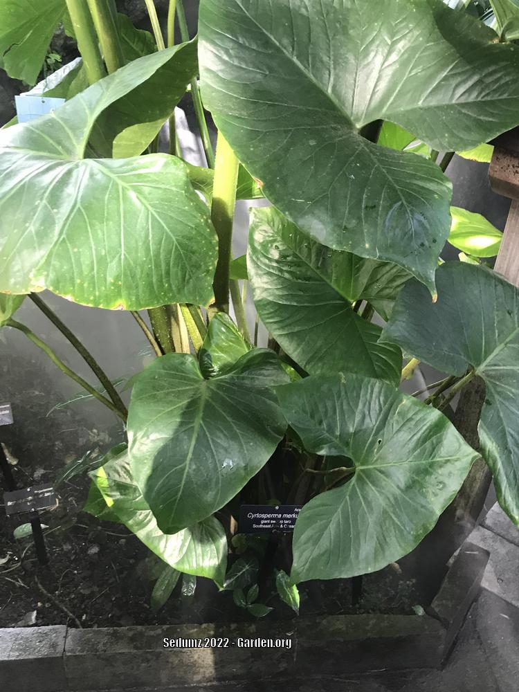 Photo of the entire plant of Giant Swamp Taro (Cyrtosperma merkusii ...