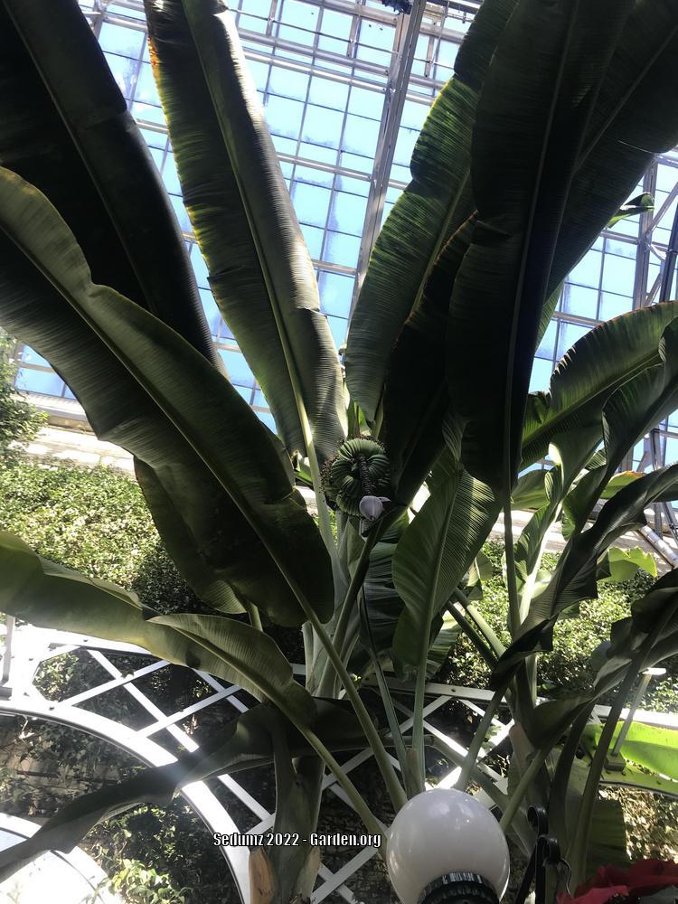 Photo of the entire plant of Banana (Musa 'Praying Hands') posted by ...