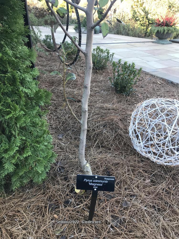 Pear (Pyrus communis 'Magness') in the Pears Database - Garden.org