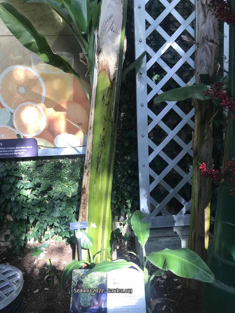 Photo of the entire plant of Banana (Musa 'Praying Hands') posted by ...