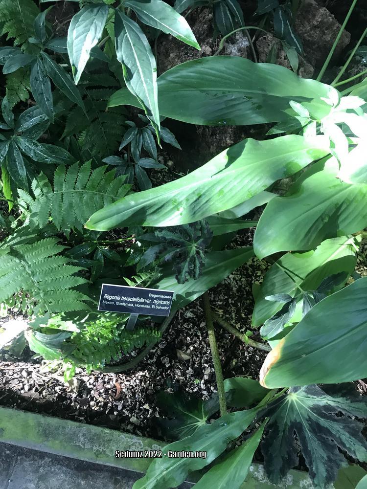 Photo of the entire plant of Star Begonia (Begonia heracleifolia ...