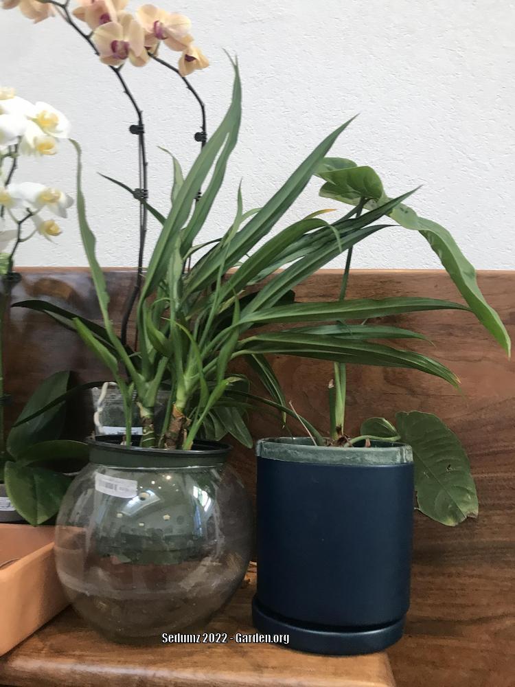 Photo of the entire plant of Chinese Evergreen (Aglaonema Cutlass ...