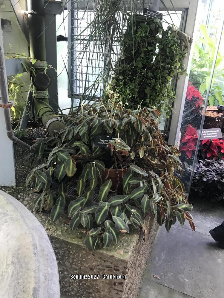 Photo of the entire plant of Species Begonia (Begonia listada) posted ...