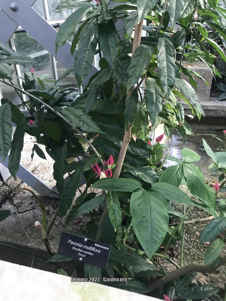 Photo of the entire plant of Brazilian Candles (Pavonia multiflora ...