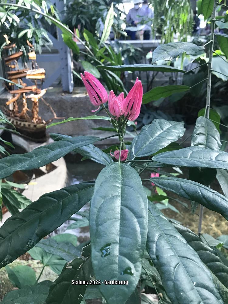 Photo of the bloom of Brazilian Candles (Pavonia multiflora) posted by ...