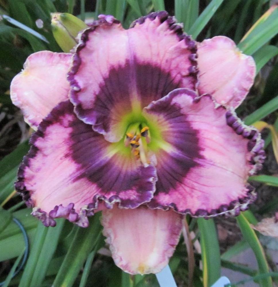 Photo of the bloom of Daylily (Hemerocallis 'Razzle Dazzle Candy ...