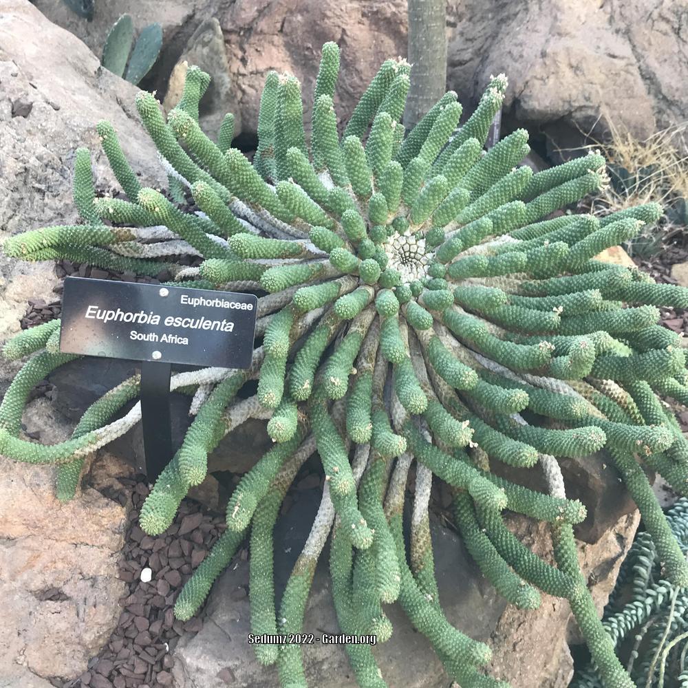 Photo of the entire plant of Euphorbia (Euphorbia esculenta) posted by ...