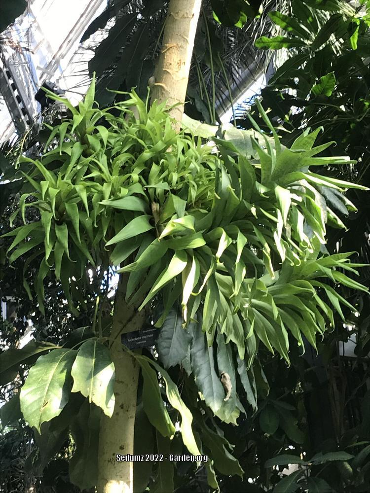 Photo of the entire plant of Bromeliad (Goudaea ospinae) posted by ...