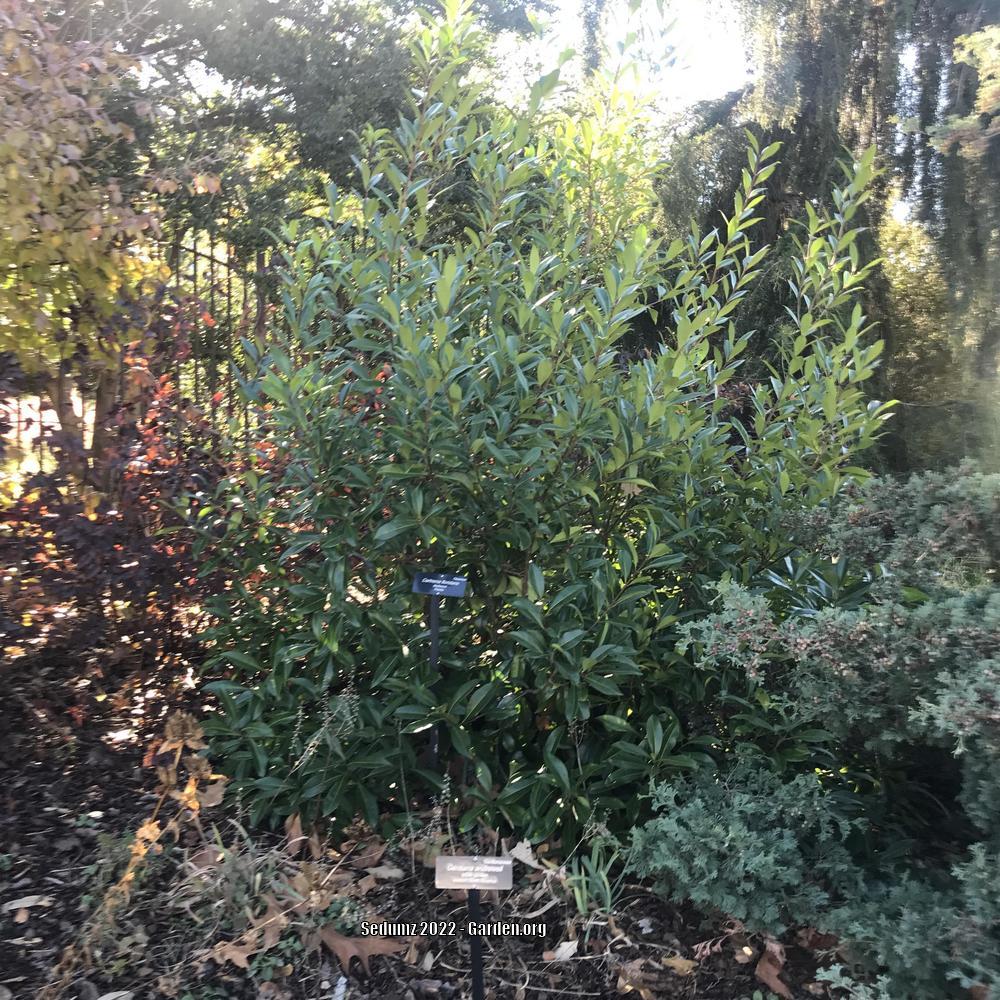 Photo of the entire plant of Devilwood (Cartrema floridana) posted by ...