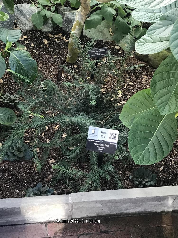 Florida Yew (Taxus floridana) - Garden.org