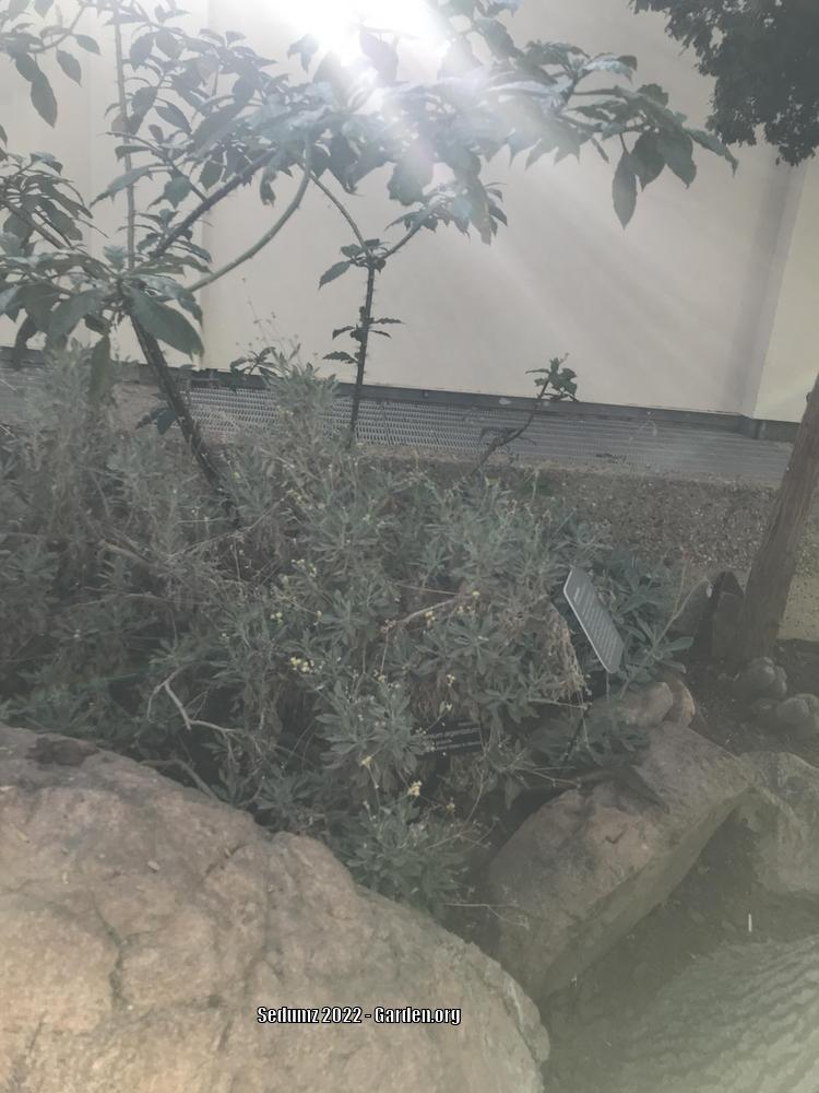 Photo of the entire plant of Guayule (Parthenium argentatum) posted by ...