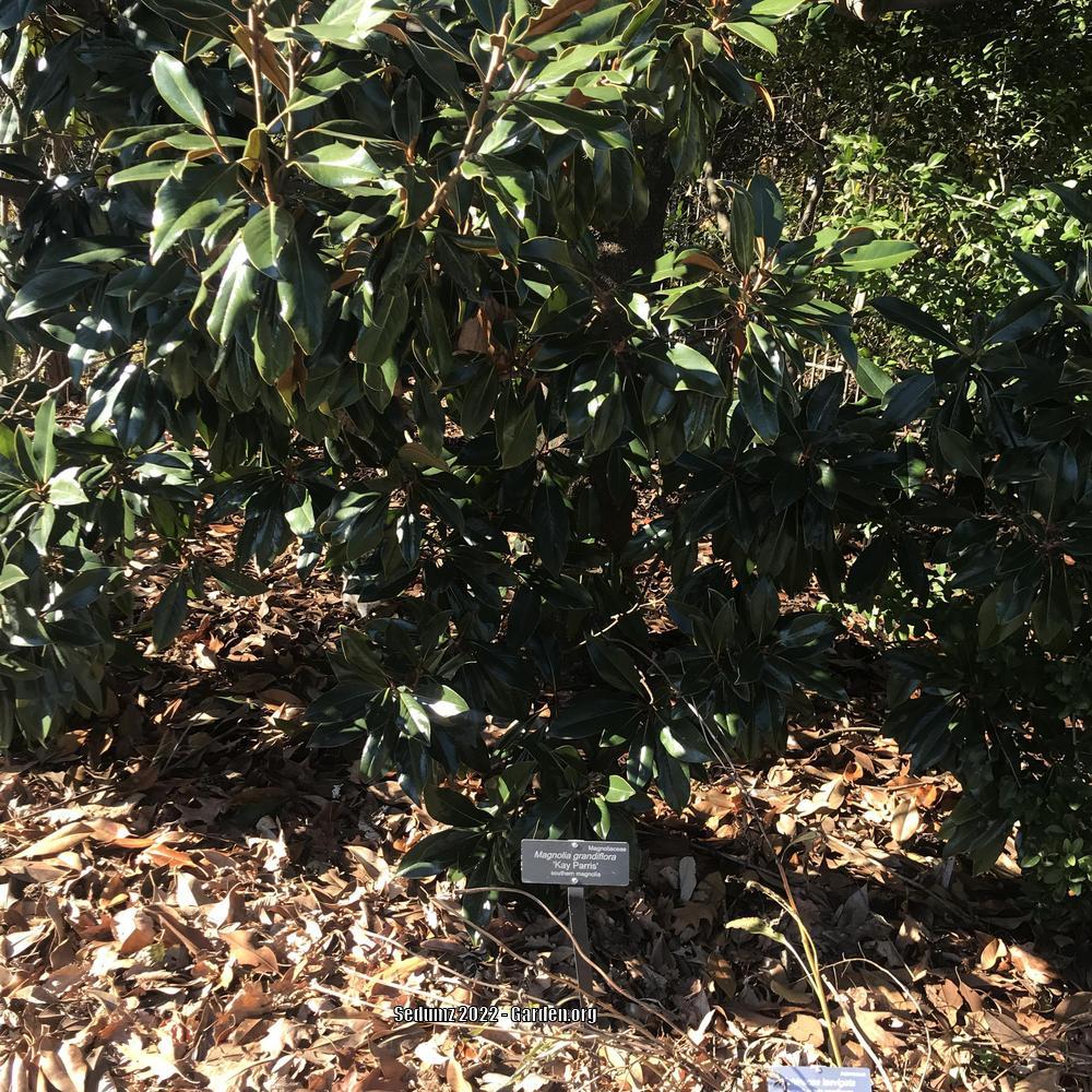 Magnolia (Magnolia grandiflora 'Kay Parris') in the Magnolias Database ...