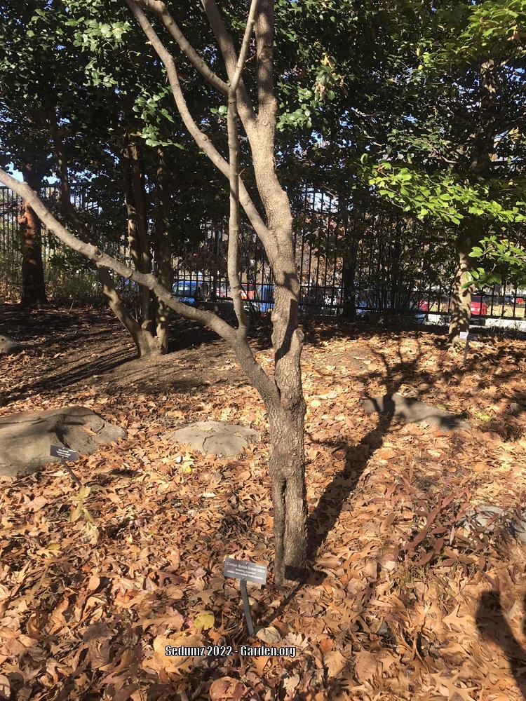 Photo of the stem, scape, stalk or bark of Pink Flowering Dogwood ...