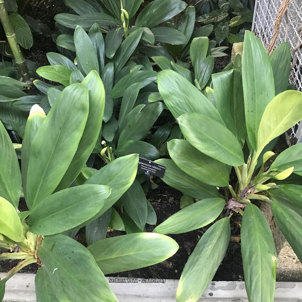 Chinese Evergreen (Aglaonema nitidum) in the Aglaonemas Database ...
