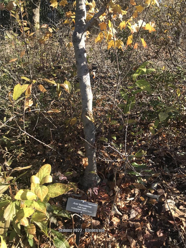 Photo of the stem, scape, stalk or bark of Chalk Maple (Acer leucoderme ...