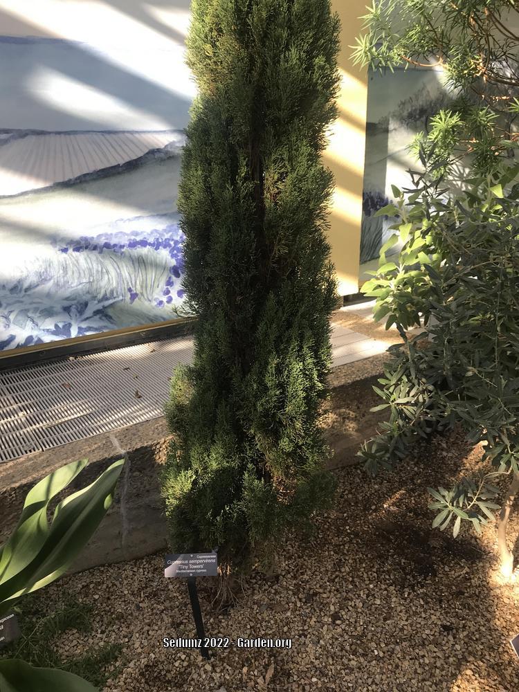 Photo of the entire plant of Italian Cypress (Cupressus sempervirens ...