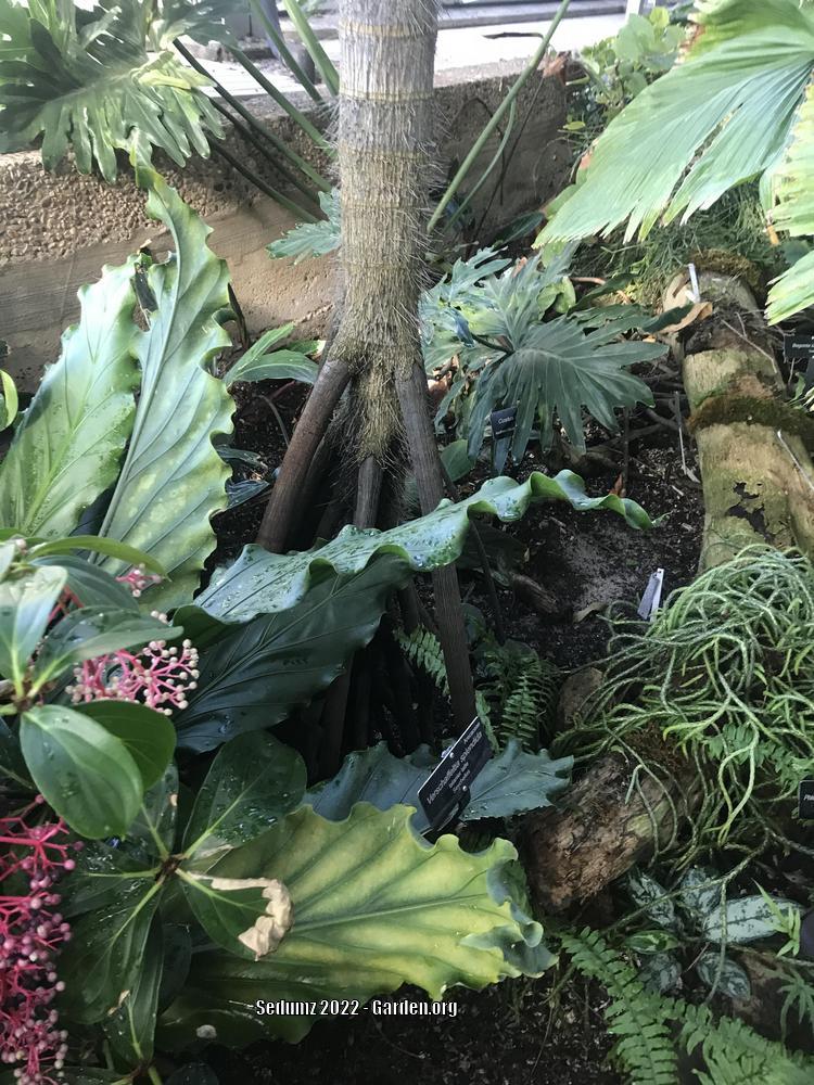 Photo of the roots of Seychelles Stilt Palm (Verschaffeltia splendida ...