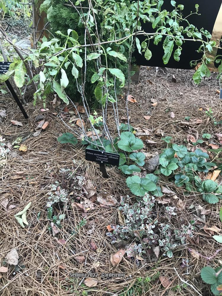 Photo of the winter interest of Clove Currant (Ribes aureum var ...