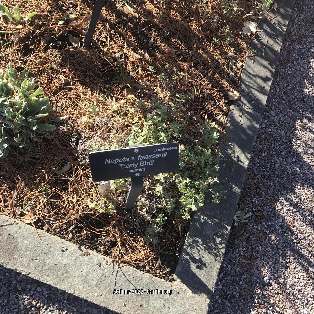 Photo of the winter interest of Catmint (Nepeta 'Early Bird') posted by ...