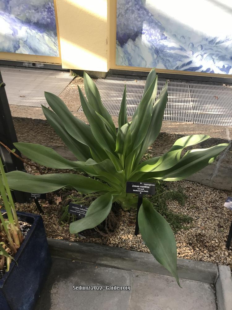 Photo of the entire plant of Sea Squill (Drimia maritima) posted by ...