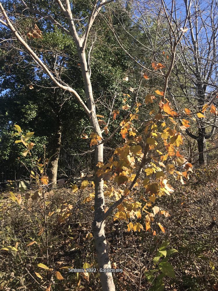 Photo of the winter interest of Chalk Maple (Acer leucoderme) posted by ...