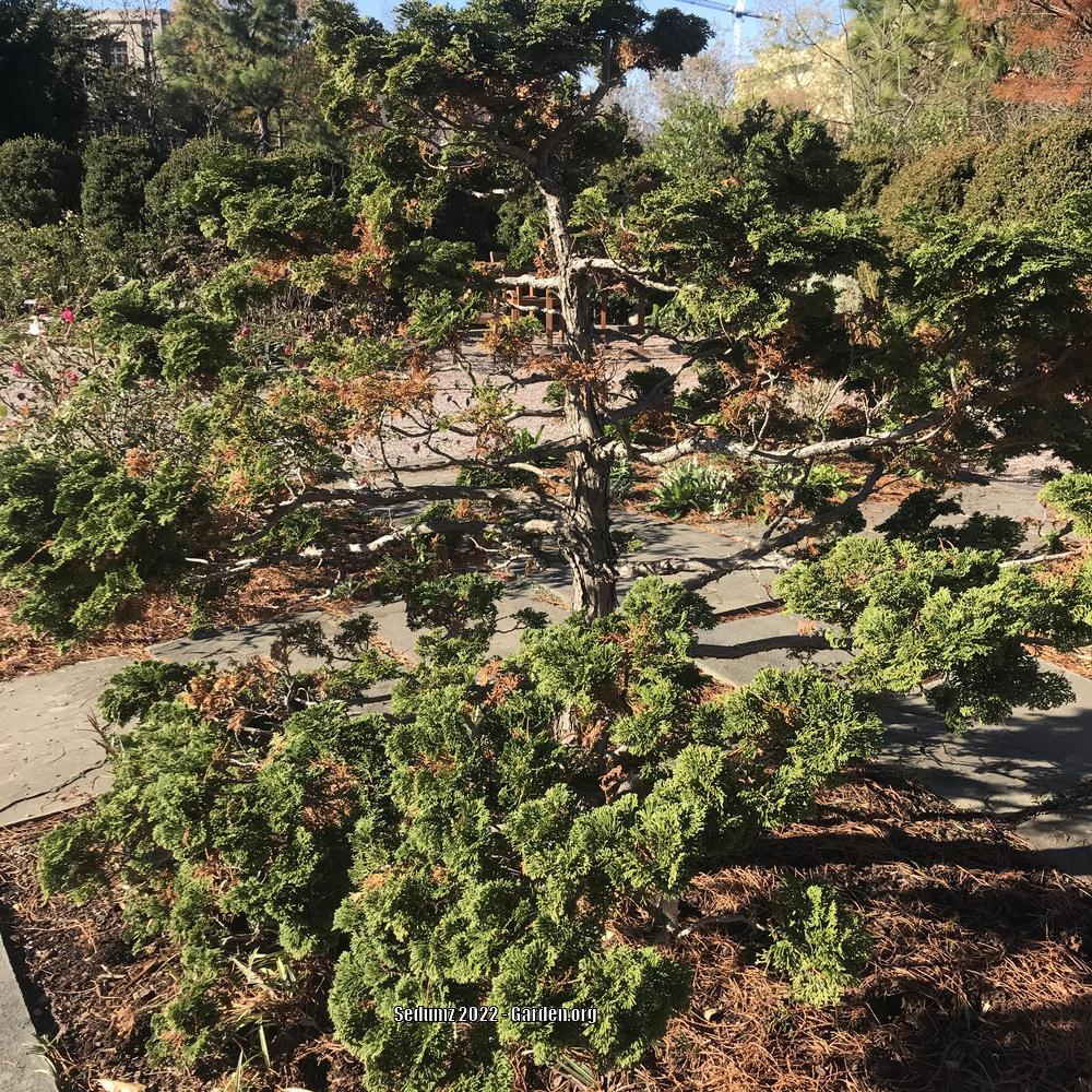 Hinoki Cypress (Chamaecyparis obtusa 'Compacta') - Garden.org