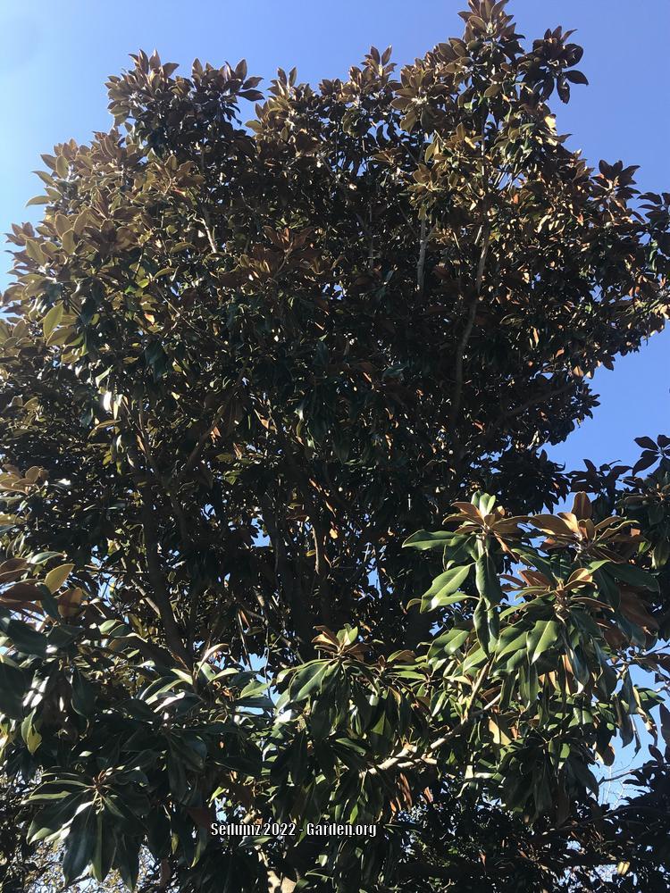 Photo of the entire plant of Magnolia (Magnolia grandiflora 'Kay Parris ...