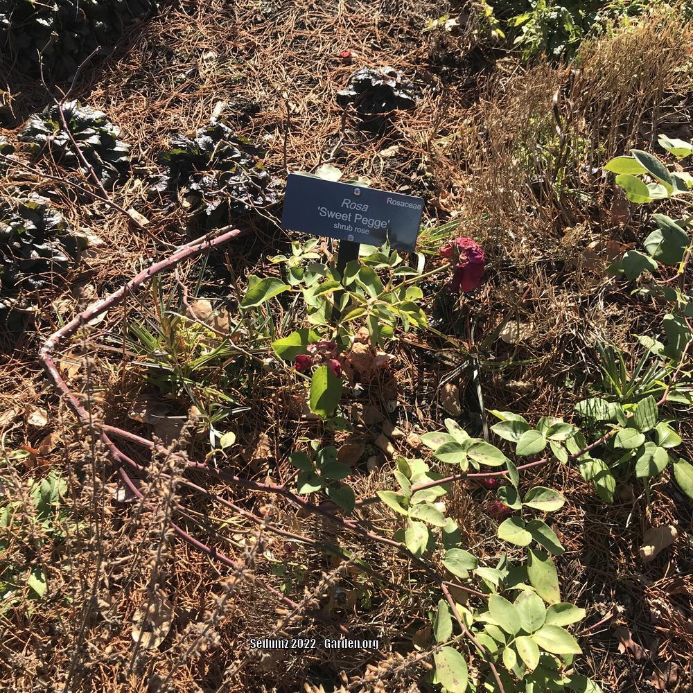 Photo of the winter interest of Rose (Rosa 'Sweet Pegge') posted by ...