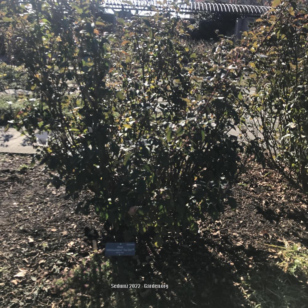 Photo of the winter interest of Rose (Rosa 'Top Gun') posted by sedumzz ...