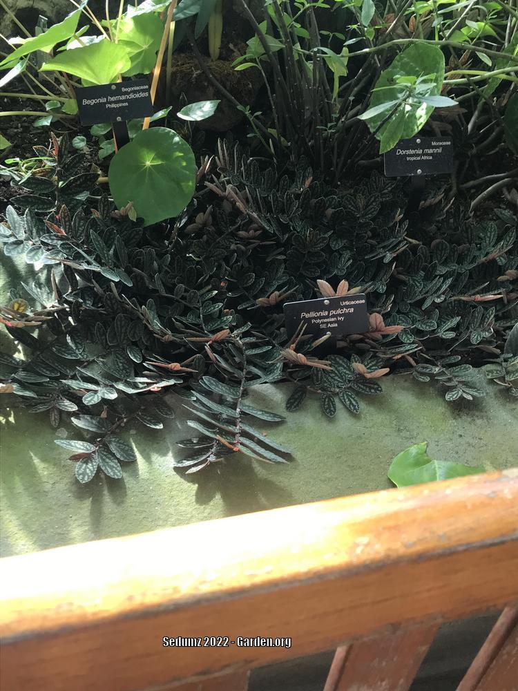 Photo of the entire plant of Rainbow Vine (Procris repens) posted by ...