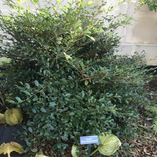 Distylium Emerald Heights® - Garden.org