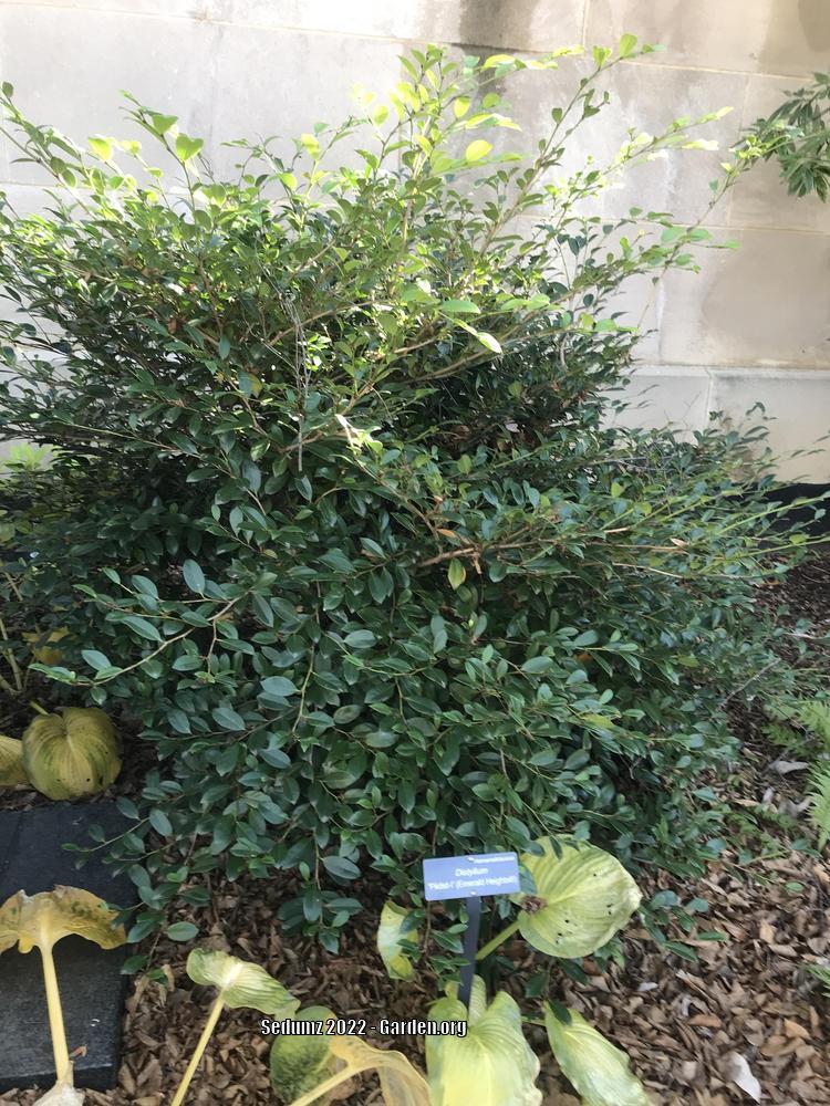 Distylium Emerald Heights® - Garden.org