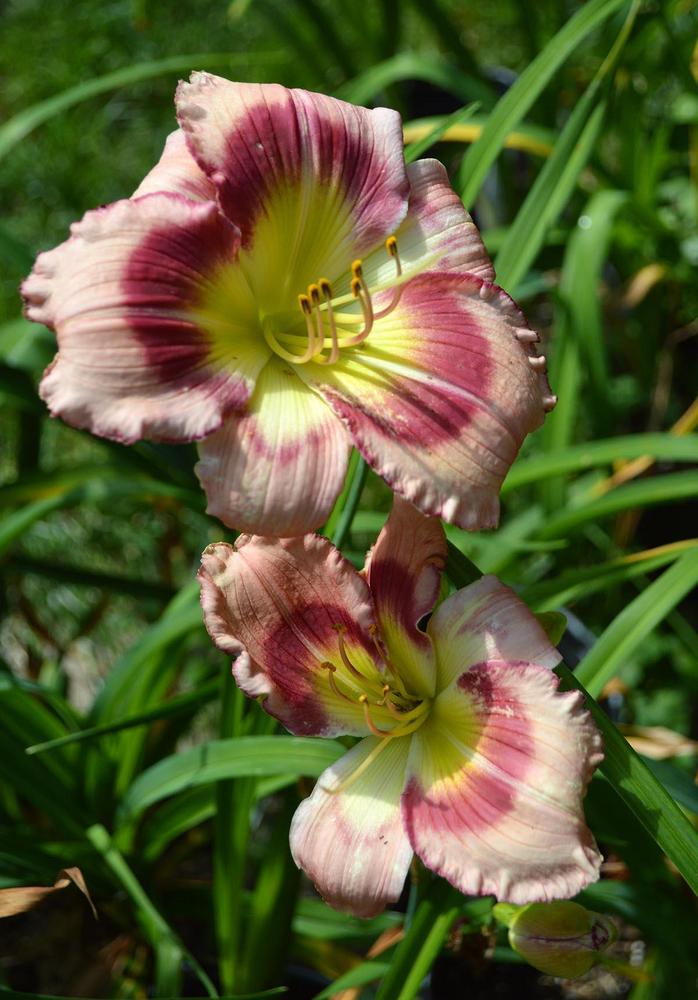 Photo of the bloom of Daylily (Hemerocallis 'Adena Ida's Gem') posted ...
