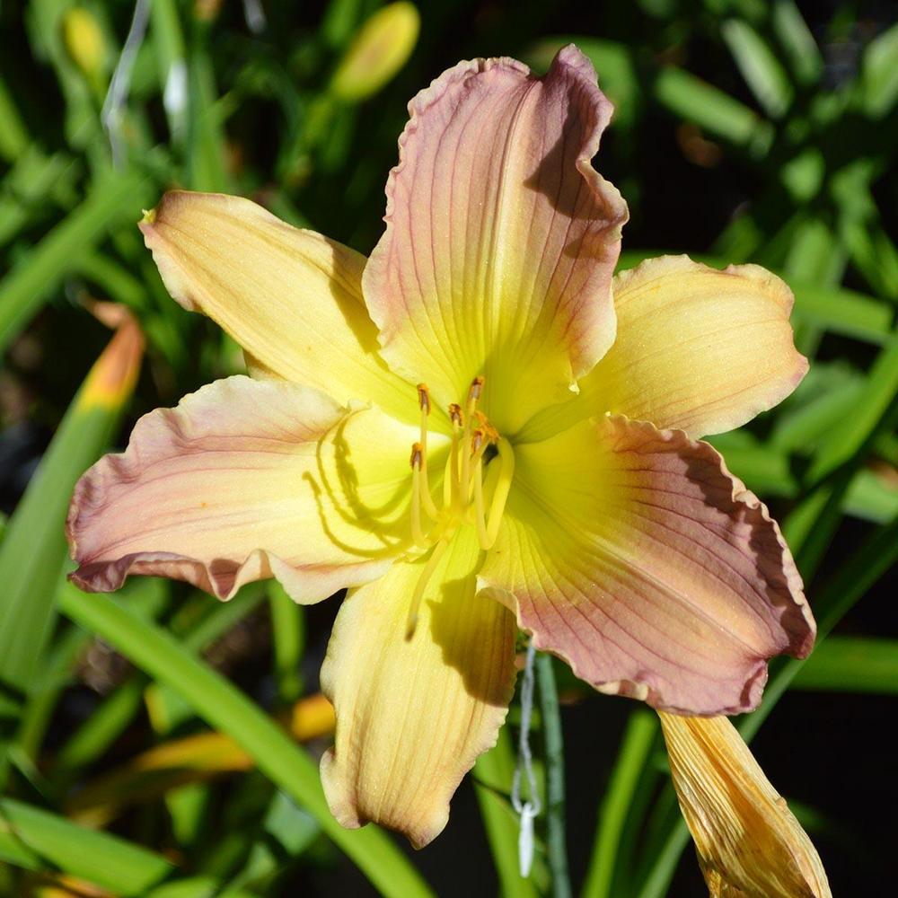 Photo of the bloom of Daylily (Hemerocallis 'Adena Mystery Mist ...
