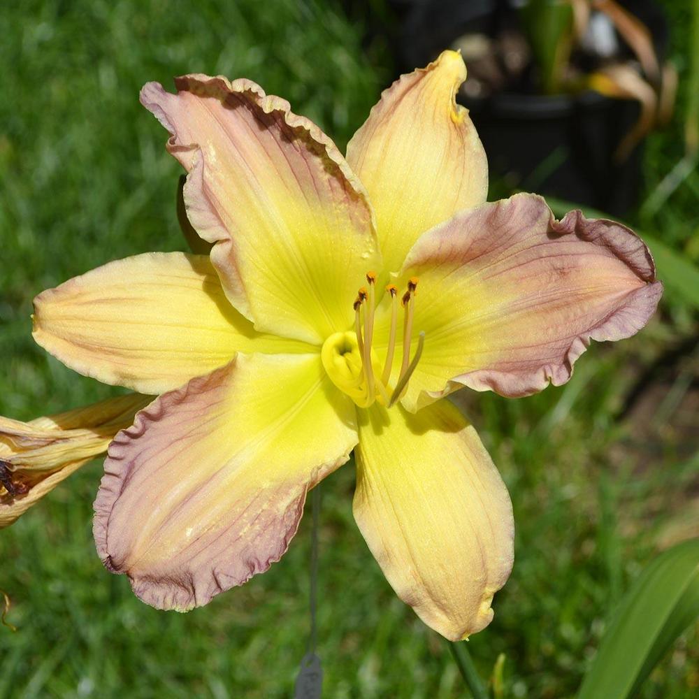 Photo of the bloom of Daylily (Hemerocallis 'Adena Mystery Mist ...