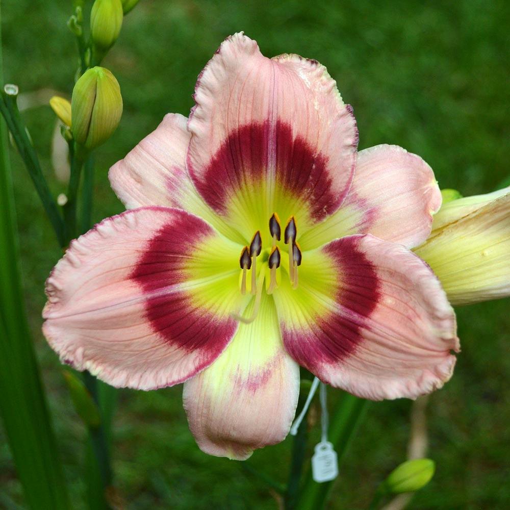 Photo of the bloom of Daylily (Hemerocallis 'Adena Ida's Gem') posted ...