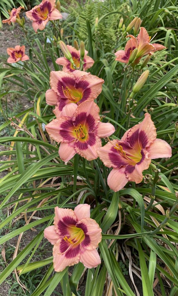 Daylily (Hemerocallis 'Wineberry Candy') in the Daylilies Database ...