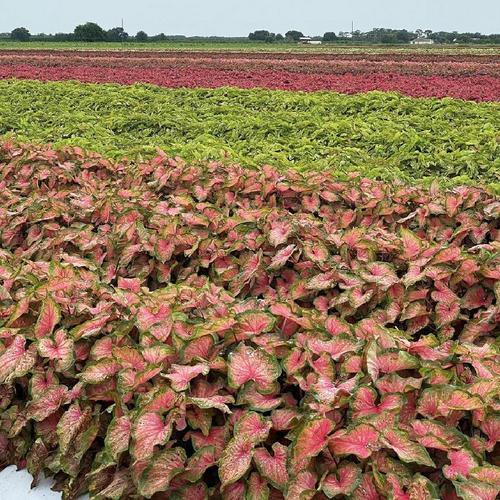 Lance-leaf Caladium (Caladium Heart to Heart™ Chinook) in the Caladiums ...