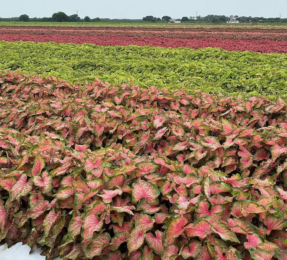 Lance-leaf Caladium (Caladium Heart to Heart™ Chinook) in the Caladiums ...