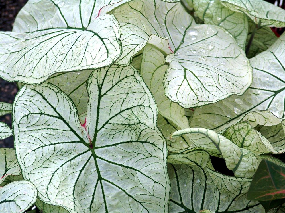 Photo of the entire plant of Fancy-leaf Caladium (Caladium 'Candidum ...