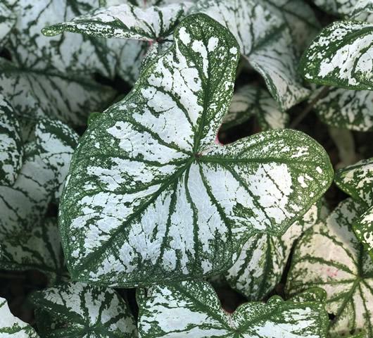 Fancy-leaf Caladium (Caladium 'Monument') in the Caladiums Database ...