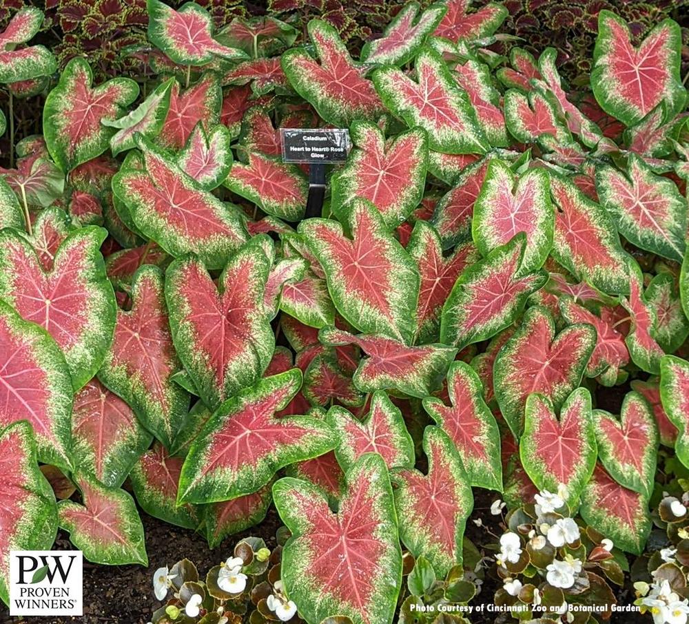Photo of the entire plant of Caladium Heart to Heart™ Rose Glow posted ...