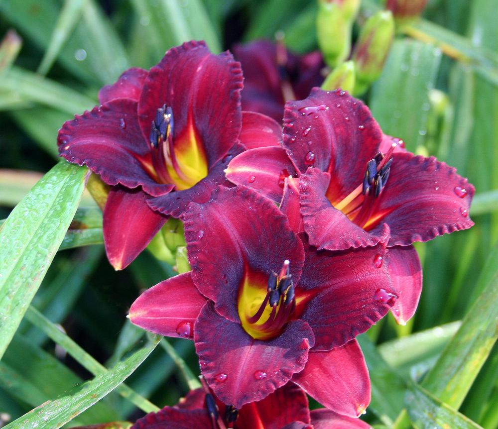 Photo of the bloom of Daylily (Hemerocallis 'Broadway Ruby Slippers ...