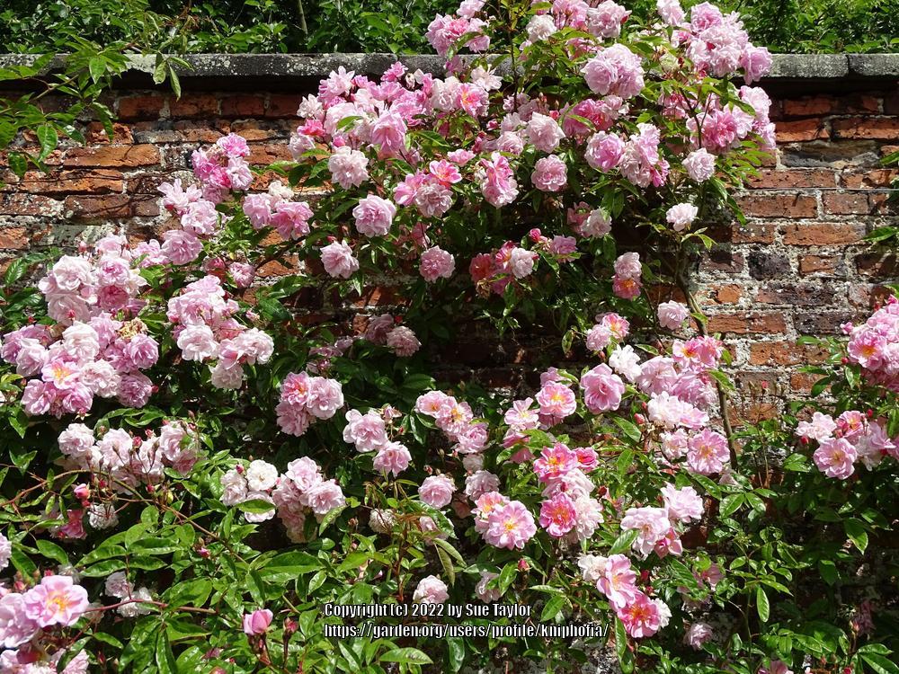 Rose (Rosa 'Tea Rambler') in the Roses Database - Garden.org