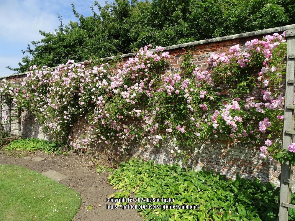 Photo of the entire plant of Rose (Rosa 'Tea Rambler') posted by ...